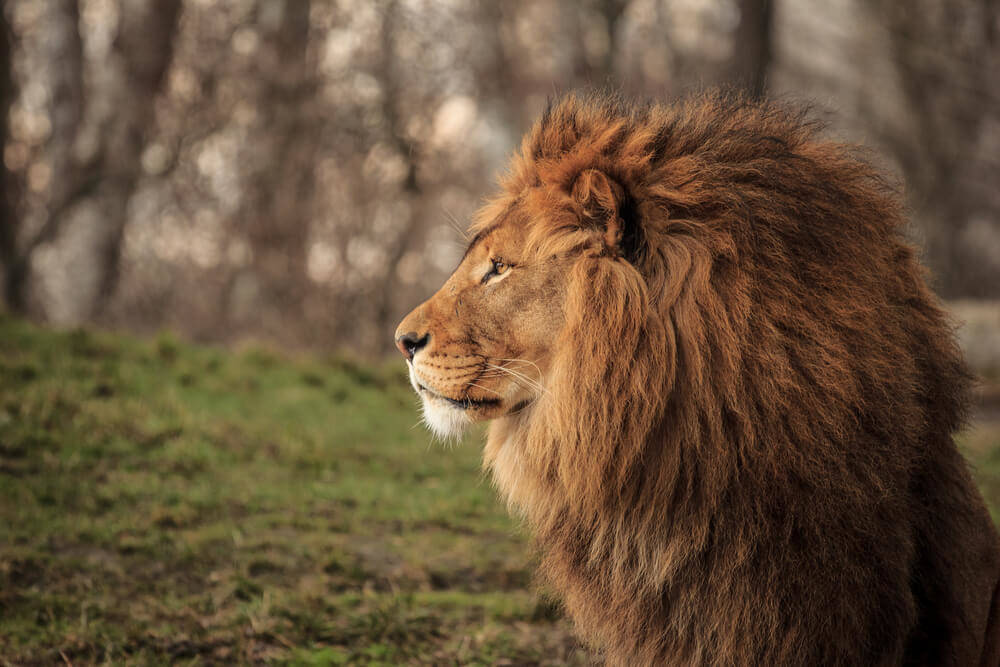 History of Lions | Panathinaikos Pedia